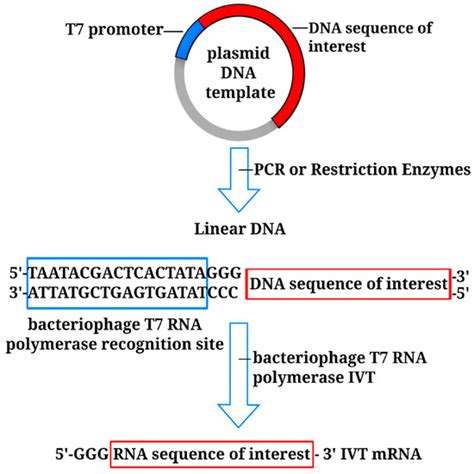 Vaccines Special Issue Mrna Based Vaccine Development