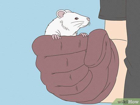 3 Ways To Catch And Look After Wild Mice WikiHow 3 Ways To Catch And Look After Wild Mice WikiHow