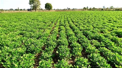 ကျွန်းလှမြို့နယ်၌ ယခုနှစ် မိုးရာသီ သီးနှံစုံ ဧက ၇၆၀၀၀ ကျော် လျာထားစိုက