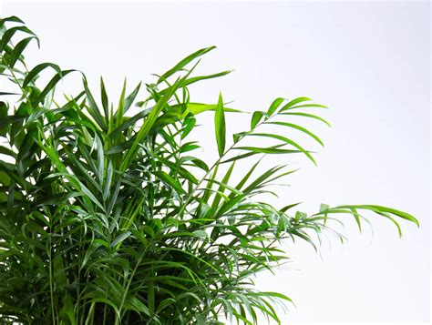 Grow How™ Tips Parlor Palm Care Bloomscape