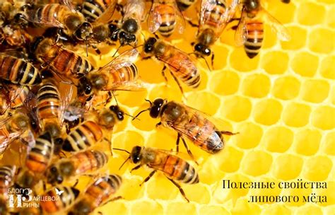 Липовый мед. Полезные свойства и противопоказания. Как выглядит