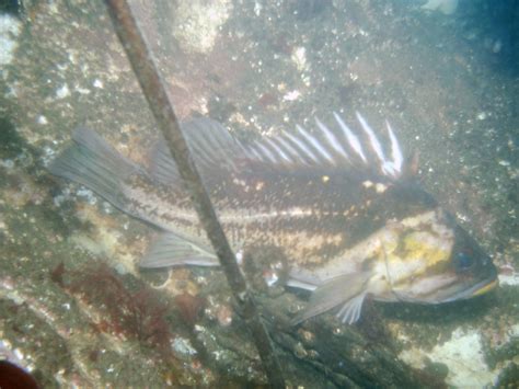 Scuba Edmonds Dive Park Puget Sound