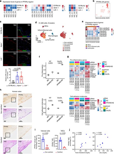 PPARγ pathway is activated in VECs of hyperlipidemic mice and conserved Download Scientific