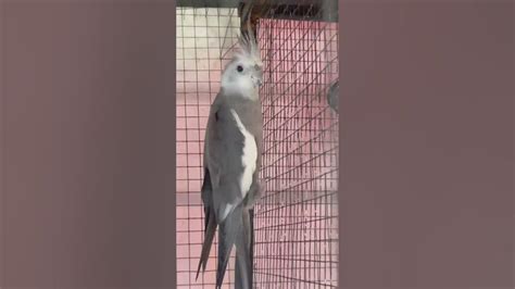 Cocketail Shorts Youtube