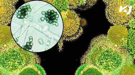 रासायनिक नहीं जैविक समाधान अपनाएं ट्राइकोडर्मा का उपयोग कर बचाएं फसल