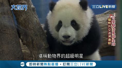 貓熊外交中國送熊貓歷史餘1200年 總共約40隻 堪稱古中國外交大使~ 最早竟是由武則天開送｜記者 陳承泰｜【國際大現場