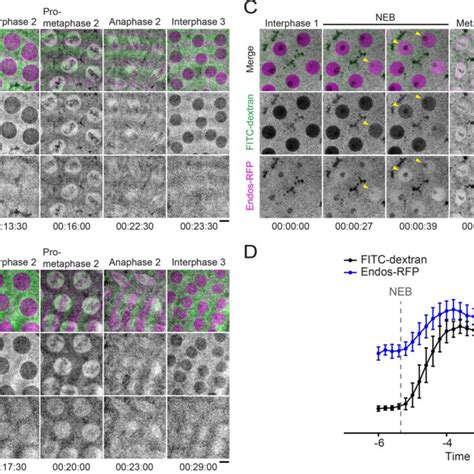 Dynamic Localization Of Endos RFP And GFP Tws In Syncytial Embryos A