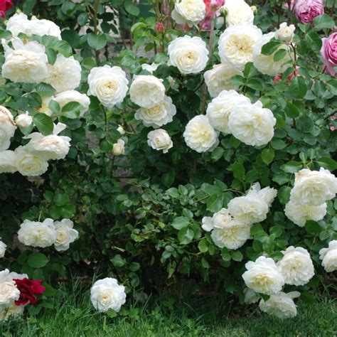 Шрабы. Claire Austin | Roses' Name