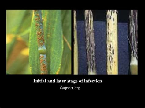 Black Stem Rust Of Wheat