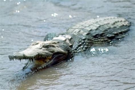 Curiosidades Y Fotos De Animales Cocodrilo