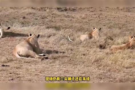 护食的狮王六亲不认咬断年轻狮子脊柱年轻狮子陷入绝望境地