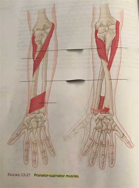 Chapter 12 Pronator Supinator Muscles Diagram Quizlet