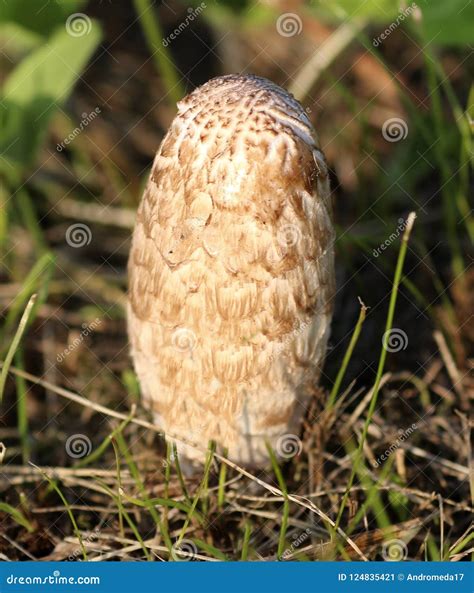 Coprimus Comatus Or Shaggy Ink Cap Mushroom Also Known As Lawyer`s Wig