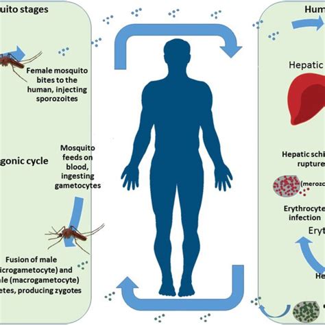 Phylogenetic Tree Of The Genus Plasmodium That Causes Human Malaria