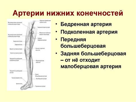 Кровообращение Тема 3 2 презентация онлайн
