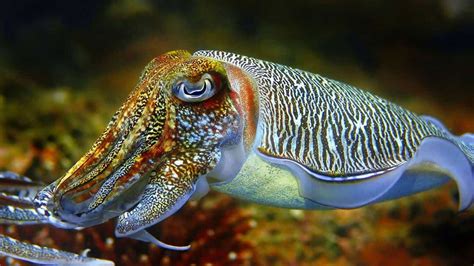 Cuttlefish Is The Worlds Most Unique Fish Color Of Blood Is Blue 3
