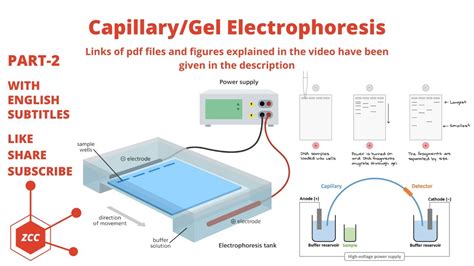 Capillary Gel Electrophoresis Part 2 Analytical Separations