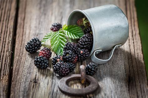 블랙베리 효능 부작용 고르는 법 먹는 법 보관 방법 그라디움