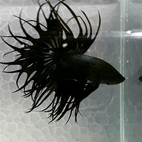 Unique Jujutsu Kaisen Beta Fish Ideas