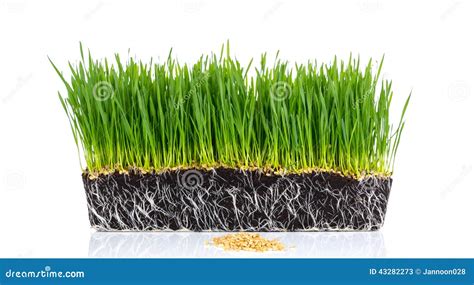 Grass With Roots Royalty Free Stock Image 148392532