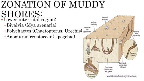 Intertidal Organisms And Their Zonation M Sc Zoology University Of
