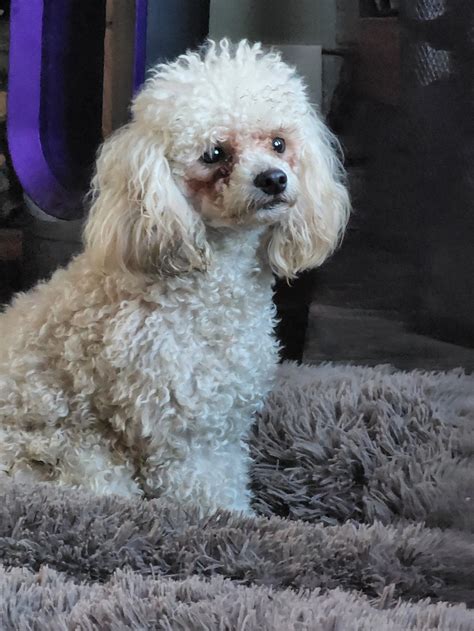 Toy Poodle Cream White