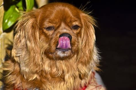 Cocker Spaniel Lifespan What To Expect And How To Help A Cocker Spaniel
