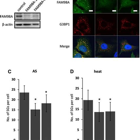 Fam98a Is Localized To Stress Granules A Hela Cells Were Treated With