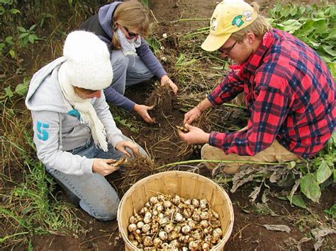Harvesting Jerusalem Artichoke Tiny Farm Blog