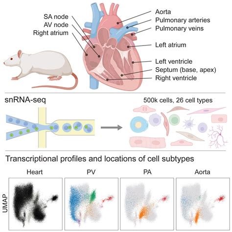 Transcriptional Profile Of The Rat Cardiovascular System At Single Cell