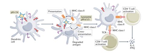 多面手fcrn 知乎