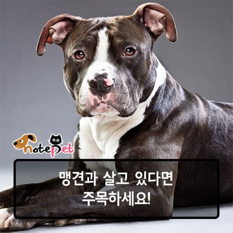 늑대를 닮은 안경 쓴 강아지