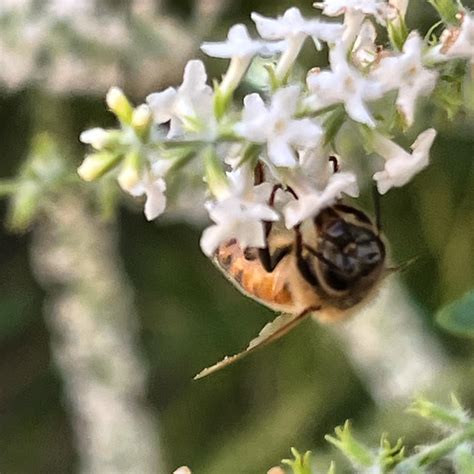 Sol Y Miel Flor Del árbol Ilan Ilan Esta Floración Es Facebook