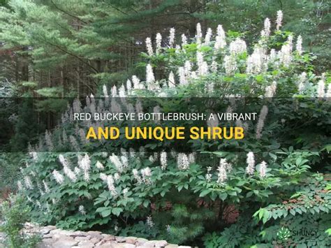 Red Buckeye Bottlebrush A Vibrant And Unique Shrub Shuncy