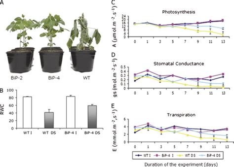Enhanced Drought Tolerance In Bip Overexpressing Soybean Lines Exposed