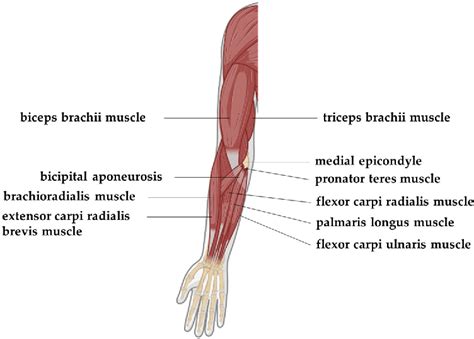 Figure 1 From Human Arm Workout Classification By Arm Sleeve Device Based On Machine Learning