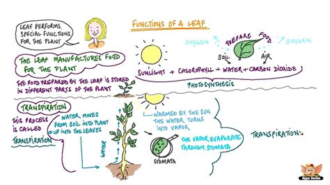 Function Of Leaves In Plants Plant Ideas