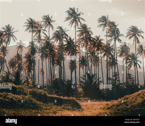 Puerto Rico Palmtress Hi Res Stock Photography And Images Alamy