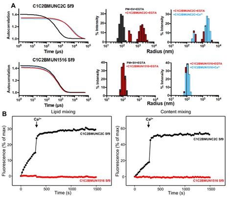 Membrane Bridging By Munc13 1 Is Crucial For Neurotransmitter Release