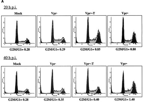 Virion Associated Vpr Induces A Transient Cell Cycle Arrest At G 2