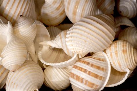 Premium Photo Same Type Of Sea Shells Collected