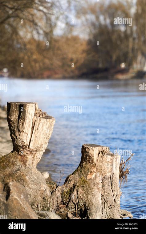 River Bank Tree Root Roots Stock Photos River Bank Tree Root Roots Stock Images Alamy