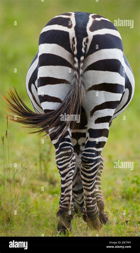 Zebra Back View Kenya Tanzania National Park Serengeti Maasai