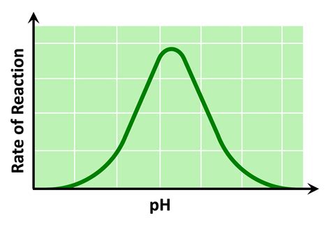 Enzyme Activity