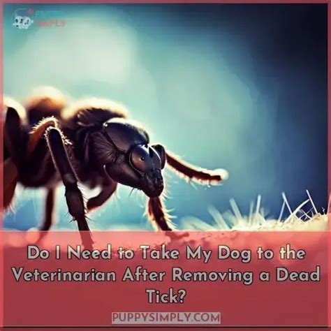 Removing Dried Dead Ticks From Your Dog What You Need To Know