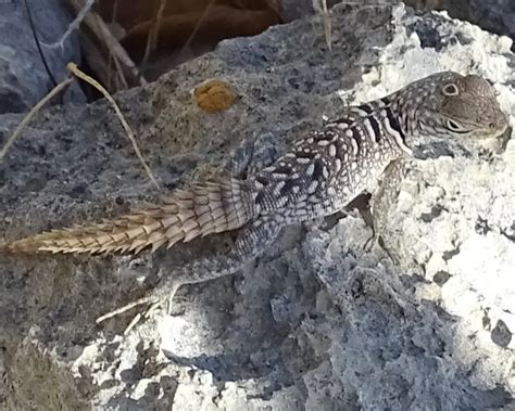 Oplurus Cyclurus Facts Diet Habitat And Pictures On Animaliabio