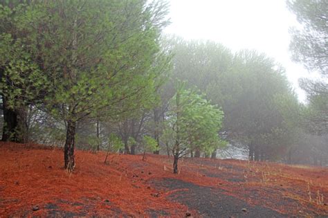 마법의 고 빨간색과 테라코타 바늘의 커버와 함께 산 Etna의 발에 짙은 안개와 요정 삼나무 숲 이탈리아 시칠리아 섬 0명에