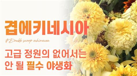 👨‍👩‍👧‍👦겹 에키네시아 7종👩‍👩‍👧‍👦 여름정원의 필수식물 구하기도 어려운 겹에키네시아 더케이야생화에는 전부 다