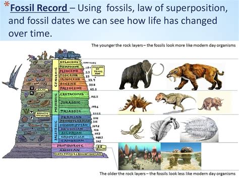 Evidence For Evolving Species Ppt Download