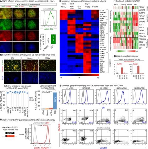 Efficient Endoderm Induction From Human Pluripotent Stem Cells By